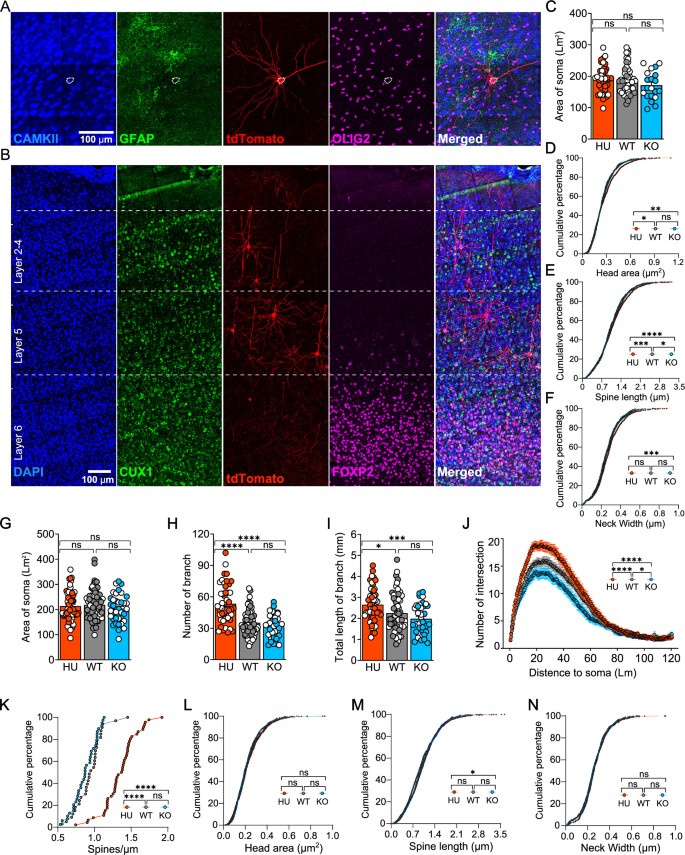 Human CLOCK enhances neocortical function | Nature Neuroscience