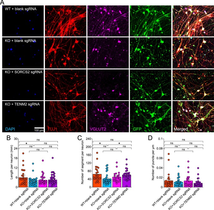 Human CLOCK enhances neocortical function | Nature Neuroscience