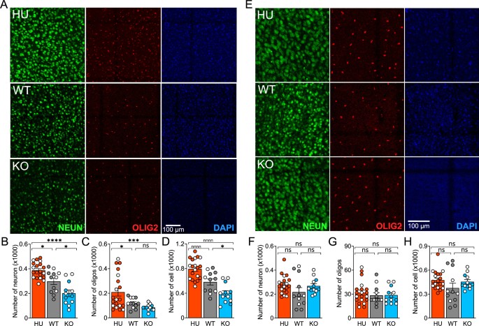 Human CLOCK enhances neocortical function | Nature Neuroscience