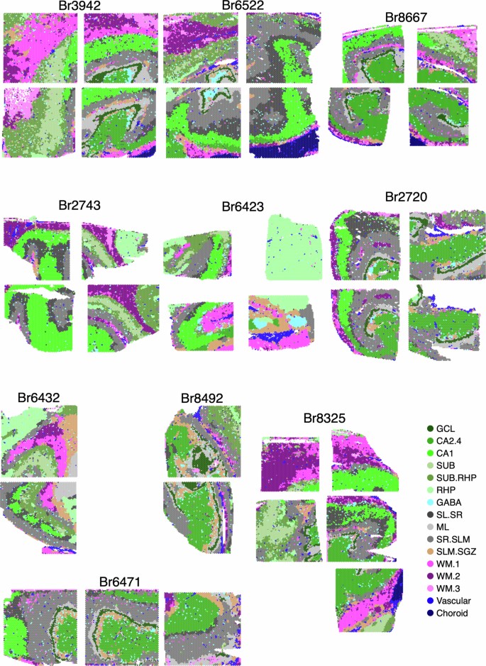 An integrated single-nucleus and spatial transcriptomics atlas reveals ...