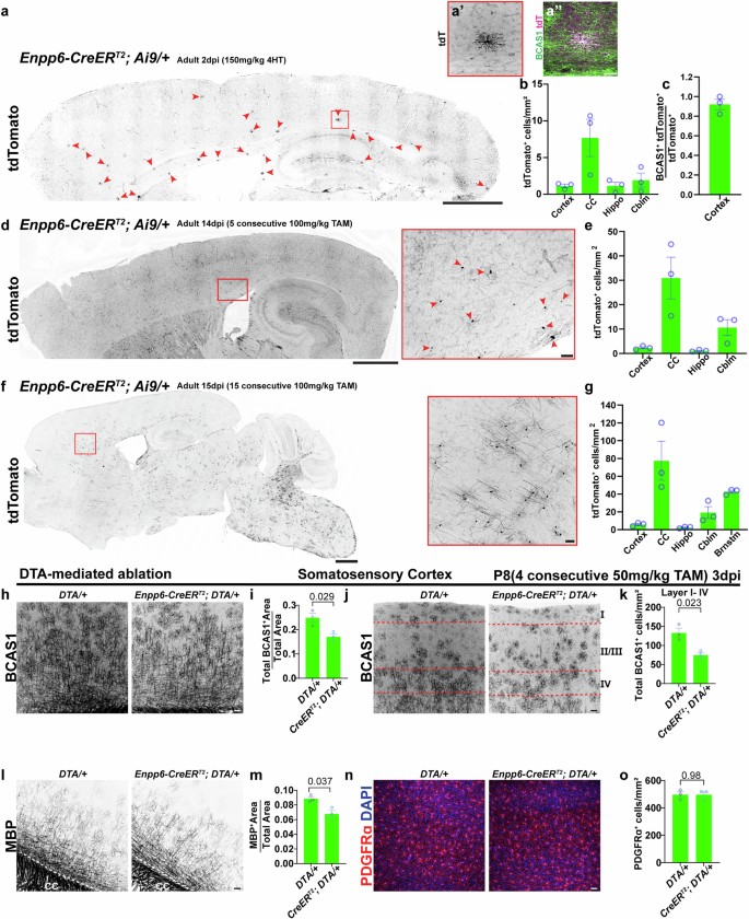 Genetic targeting of premyelinating oligodendrocytes reveals activity ...