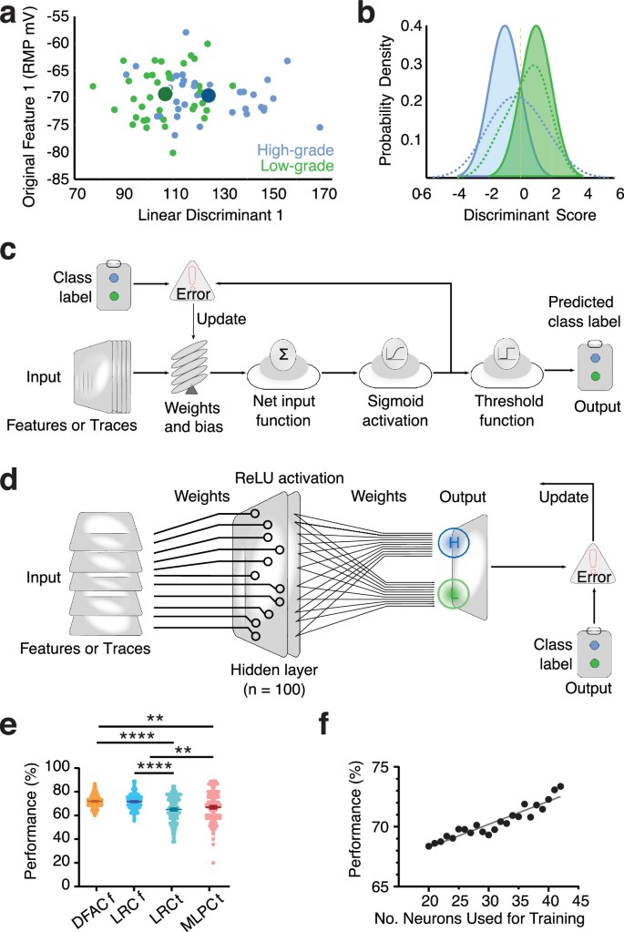 Increased neural excitability and glioma synaptic activity drives ...