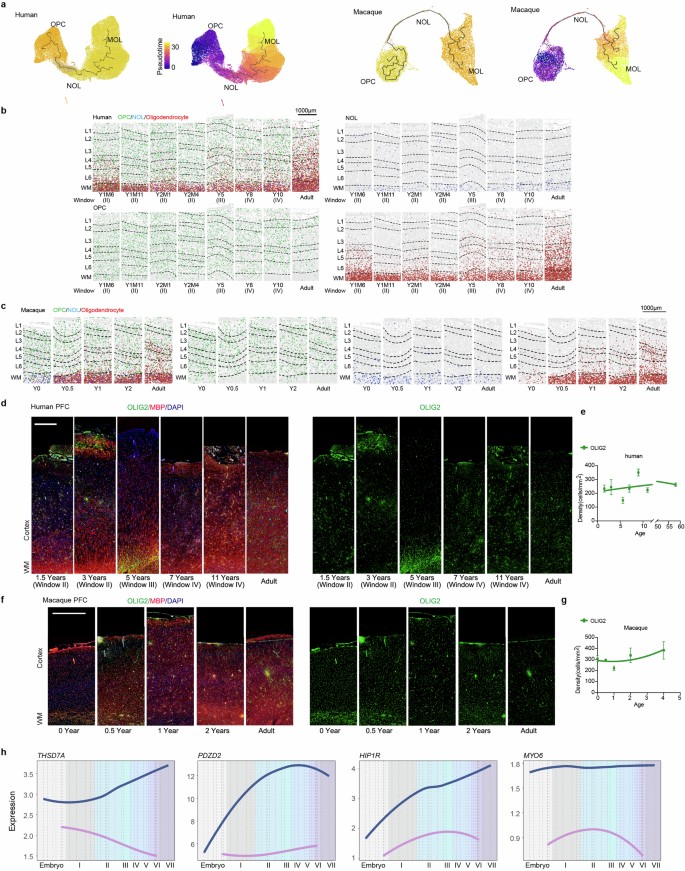 Single-cell spatiotemporal transcriptomic and chromatin accessibility ...