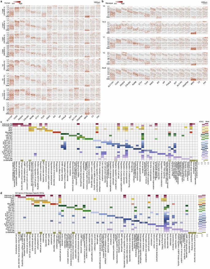 Single-cell spatiotemporal transcriptomic and chromatin accessibility ...