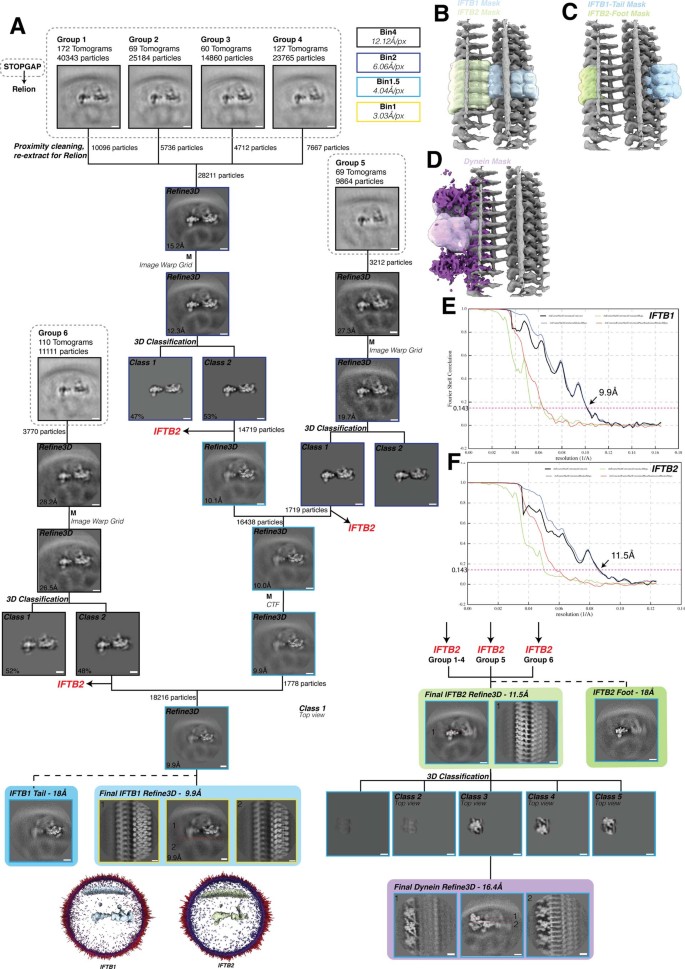 The molecular structure of IFT-A and IFT-B in anterograde ...