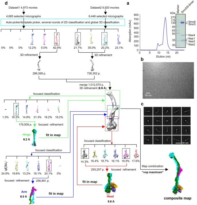 Cryo-EM structures of Smc5/6 in multiple states reveal its assembly and ...