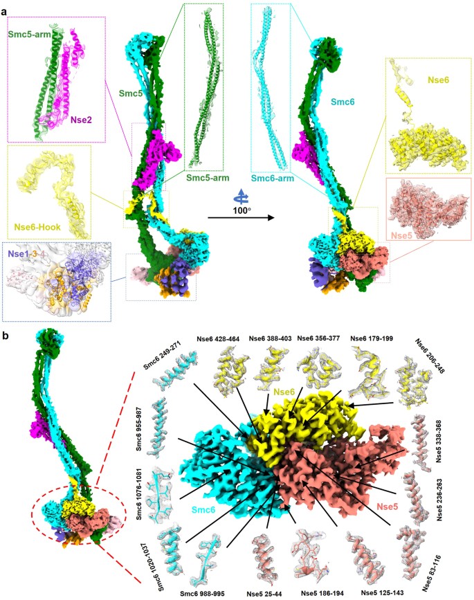 Cryo-EM structures of Smc5/6 in multiple states reveal its assembly and ...