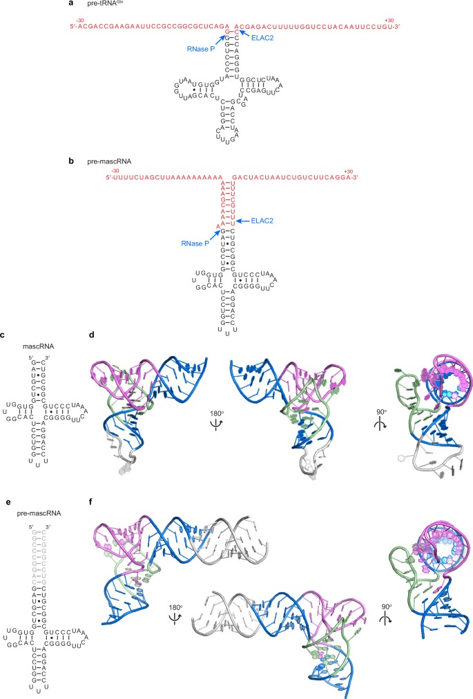 Structural basis of MALAT1 RNA maturation and mascRNA biogenesis ...