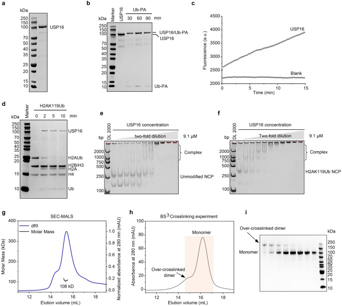 Structural and mechanistic basis for nucleosomal H2AK119 ...