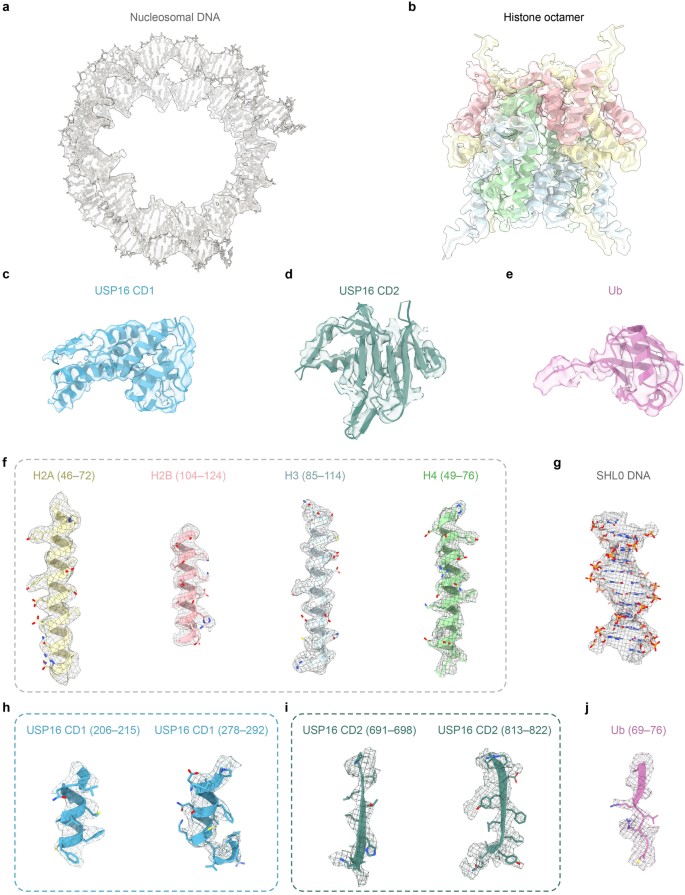Structural and mechanistic basis for nucleosomal H2AK119 ...