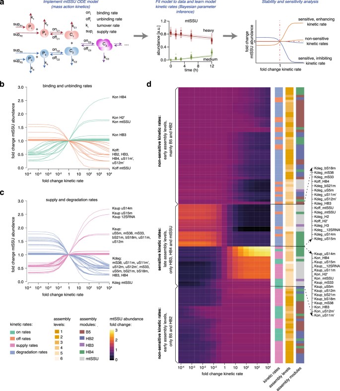 A roadmap for ribosome assembly in human mitochondria | Nature ...