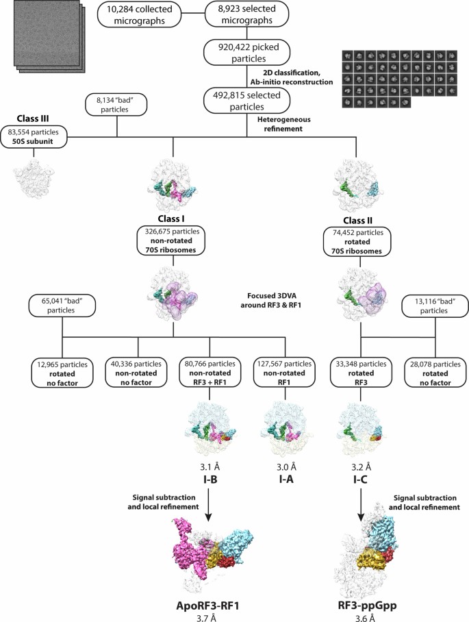 The ribosome termination complex remodels release factor RF3 and ejects ...