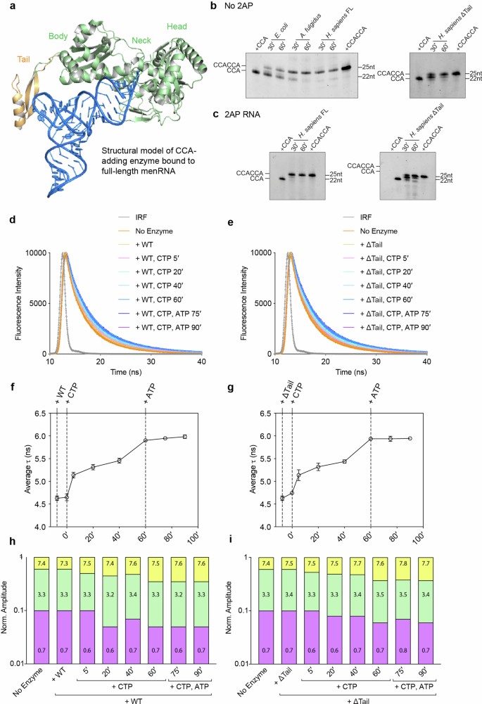 Structural basis of NEAT1 lncRNA maturation and menRNA instability ...
