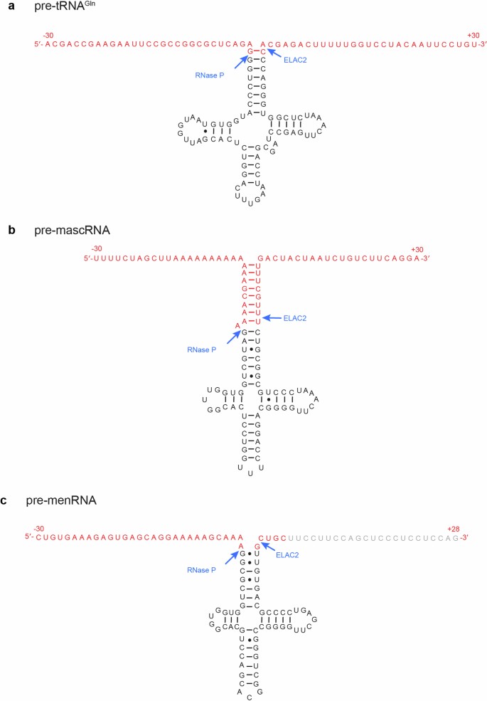 Structural basis of NEAT1 lncRNA maturation and menRNA instability ...