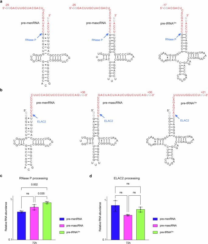 Structural basis of NEAT1 lncRNA maturation and menRNA instability ...