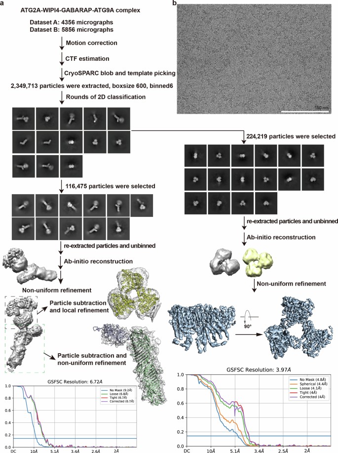 Structural basis for lipid transfer by the ATG2A–ATG9A complex | Nature ...