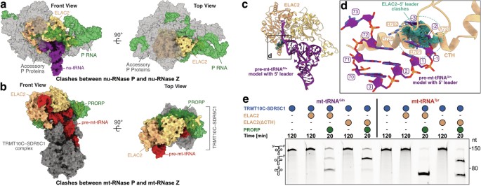 Molecular basis of human nuclear and mitochondrial tRNA 3′ processing ...