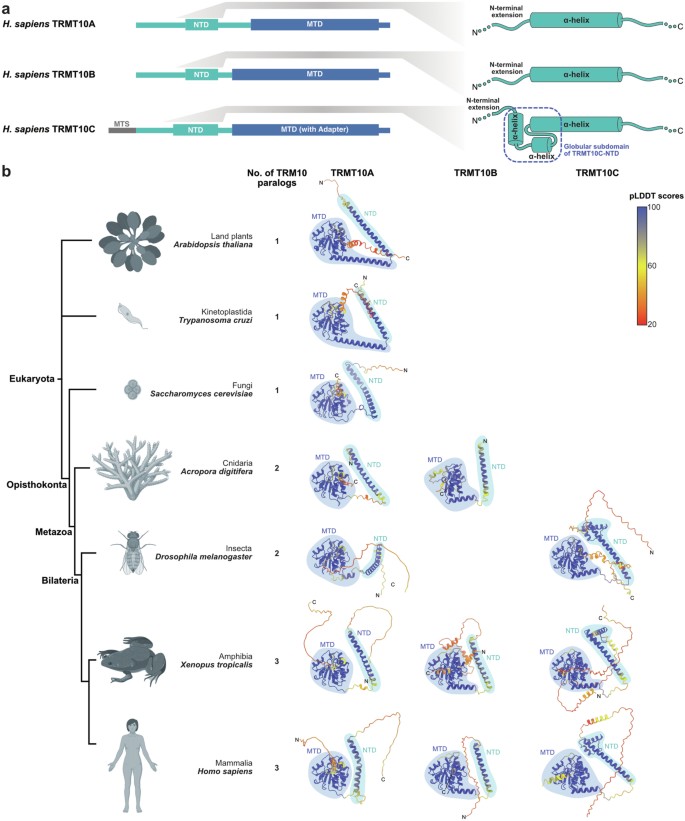 Molecular basis of human nuclear and mitochondrial tRNA 3′ processing ...