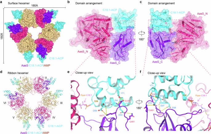 Structure and catalytic mechanism of exogenous fatty acid recycling by ...