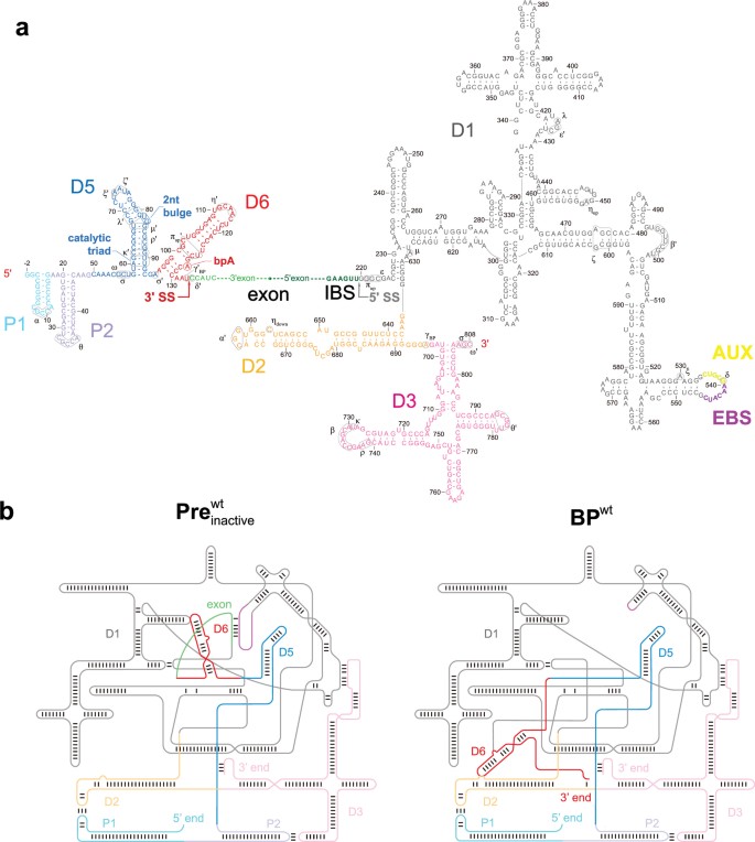 Structures of a natural circularly permuted group II intron reveal ...