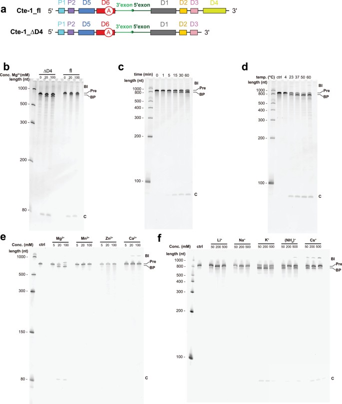 Structures of a natural circularly permuted group II intron reveal ...