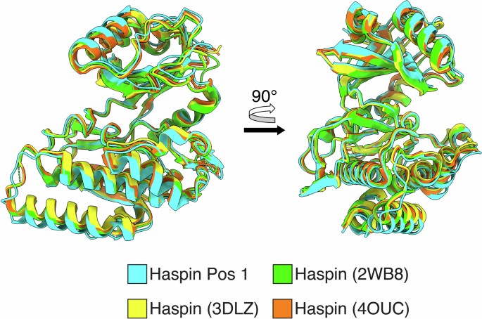 Haspin kinase binds to a nucleosomal DNA supergroove | Nature ...