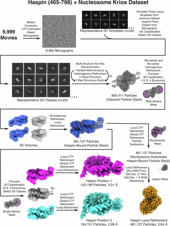 Haspin kinase binds to a nucleosomal DNA supergroove | Nature ...