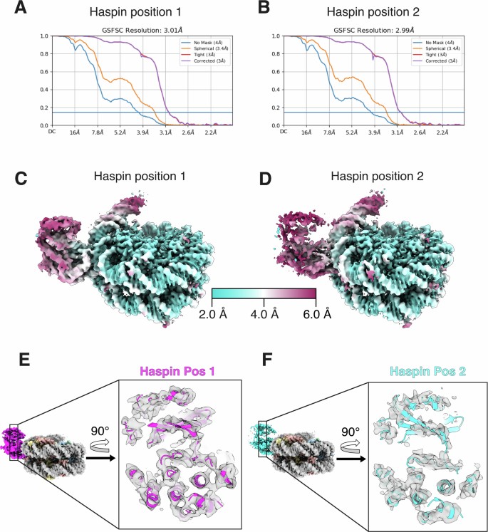 Haspin kinase binds to a nucleosomal DNA supergroove | Nature ...
