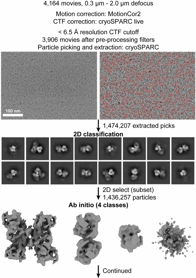 Human polymerase θ helicase positions DNA microhomologies for double ...