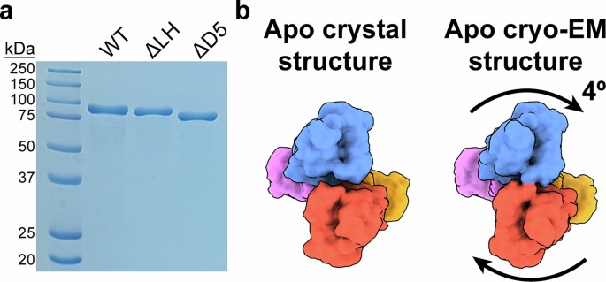 Human polymerase θ helicase positions DNA microhomologies for double ...