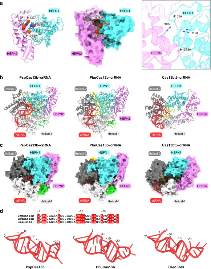 Structural insights into RNA-guided RNA editing by the Cas13b–ADAR2 complex | Nature Structural ...