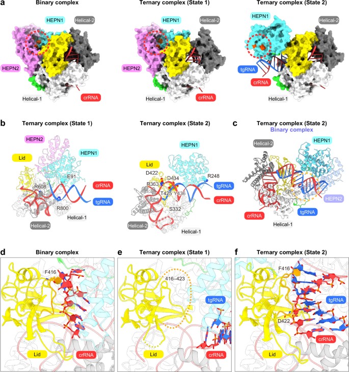 Structural insights into RNA-guided RNA editing by the Cas13b–ADAR2 complex | Nature Structural ...