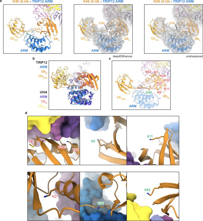 TRIP12 structures reveal HECT E3 formation of K29 linkages and branched ...