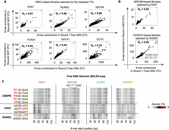 DNA bendability regulates transcription factor binding to nucleosomes ...