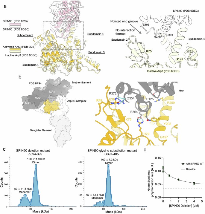 Arp2/3-mediated bidirectional actin assembly by SPIN90 dimers | Nature ...