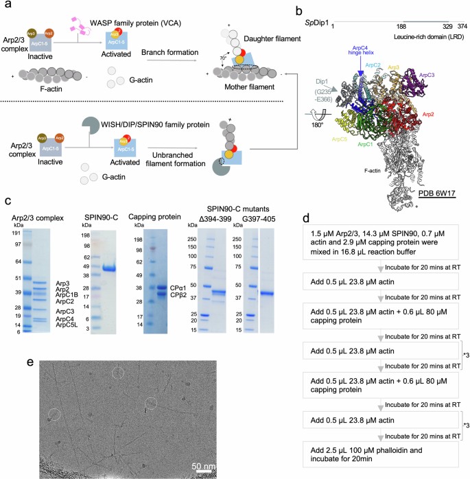 Arp2/3-mediated bidirectional actin assembly by SPIN90 dimers | Nature ...