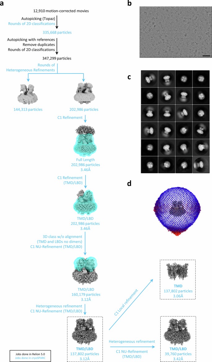 GluA4 AMPA receptor gating mechanisms and modulation by auxiliary ...