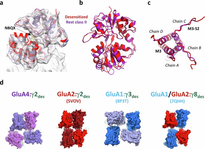 GluA4 AMPA receptor gating mechanisms and modulation by auxiliary ...