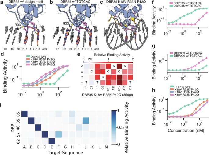 Computational design of sequence-specific DNA-binding proteins | Nature ...