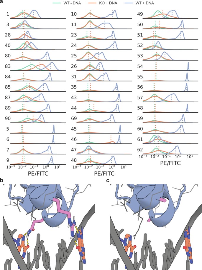Computational design of sequence-specific DNA-binding proteins | Nature ...