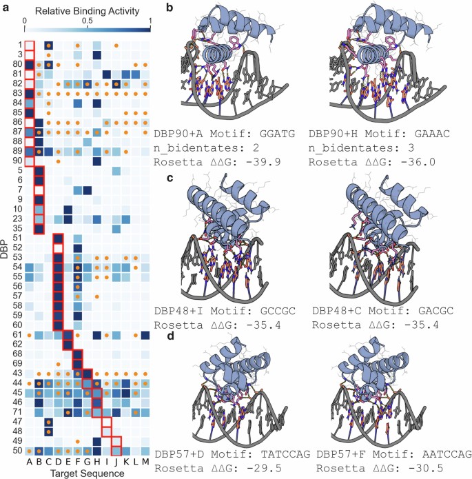 Computational design of sequence-specific DNA-binding proteins | Nature ...