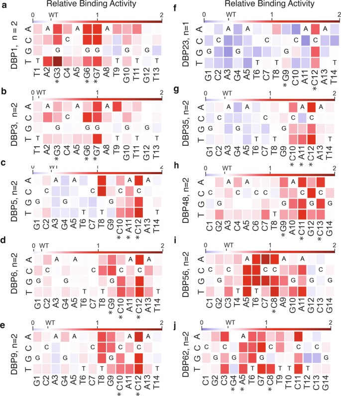 Computational design of sequence-specific DNA-binding proteins | Nature ...