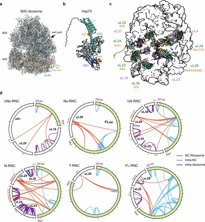 The human ribosome modulates multidomain protein biogenesis by delaying ...