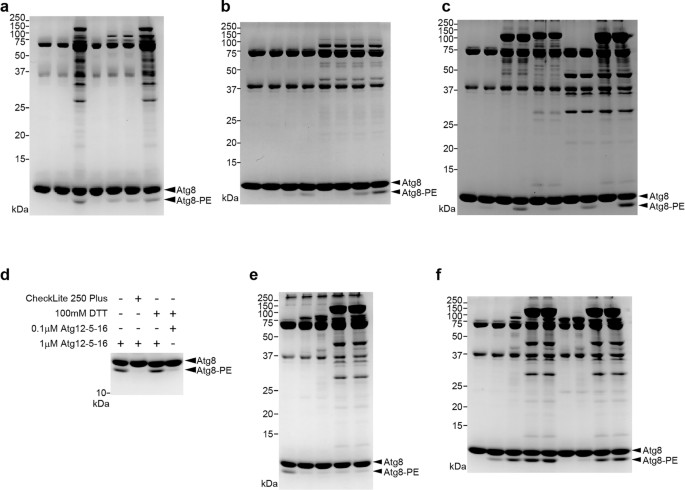 Phase separation promotes Atg8 lipidation and vesicle condensation for ...