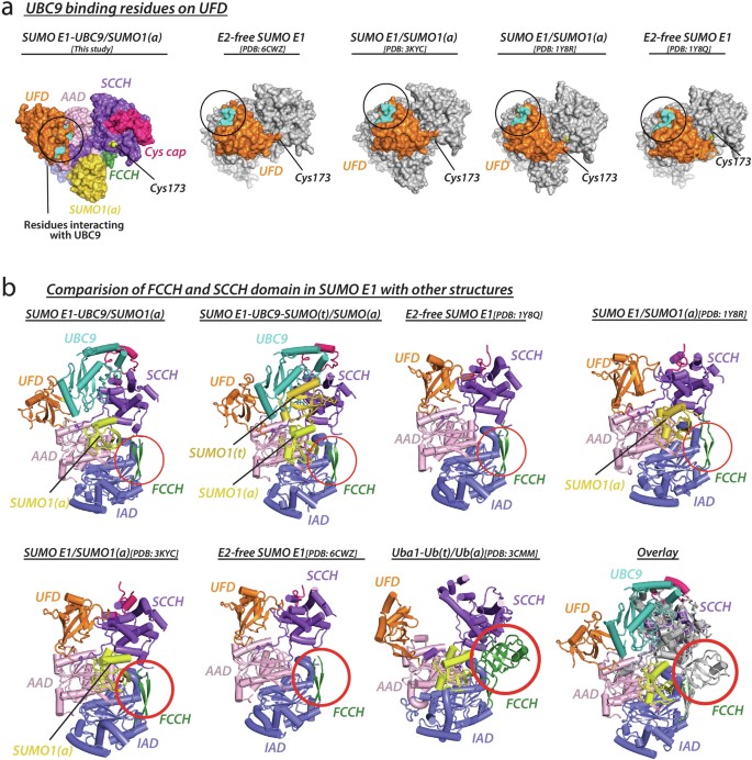 Cryo-EM structures reveal the molecular mechanism of SUMO E1–E2 ...