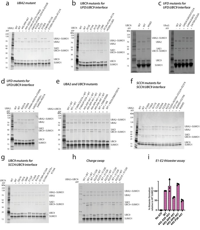 Cryo-EM structures reveal the molecular mechanism of SUMO E1–E2 ...