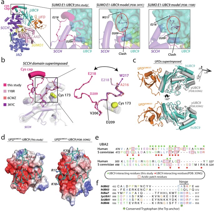 Cryo-EM structures reveal the molecular mechanism of SUMO E1–E2 ...