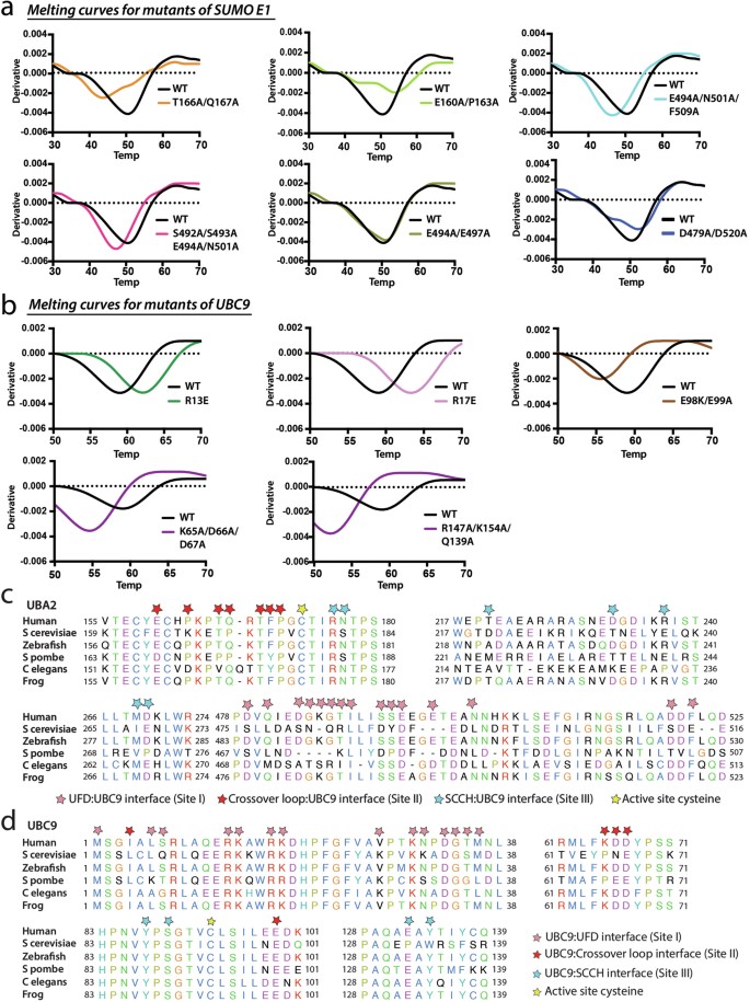 Cryo-EM structures reveal the molecular mechanism of SUMO E1–E2 ...