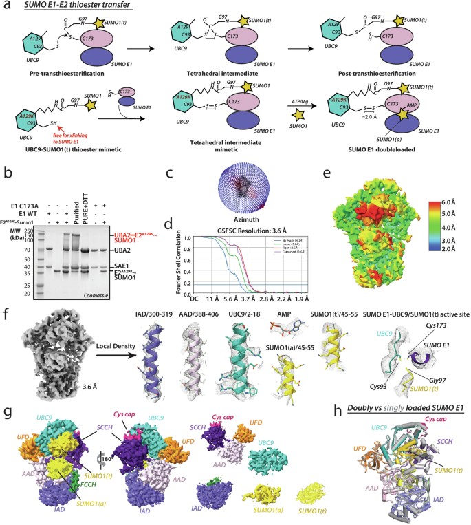 Cryo-EM structures reveal the molecular mechanism of SUMO E1–E2 ...