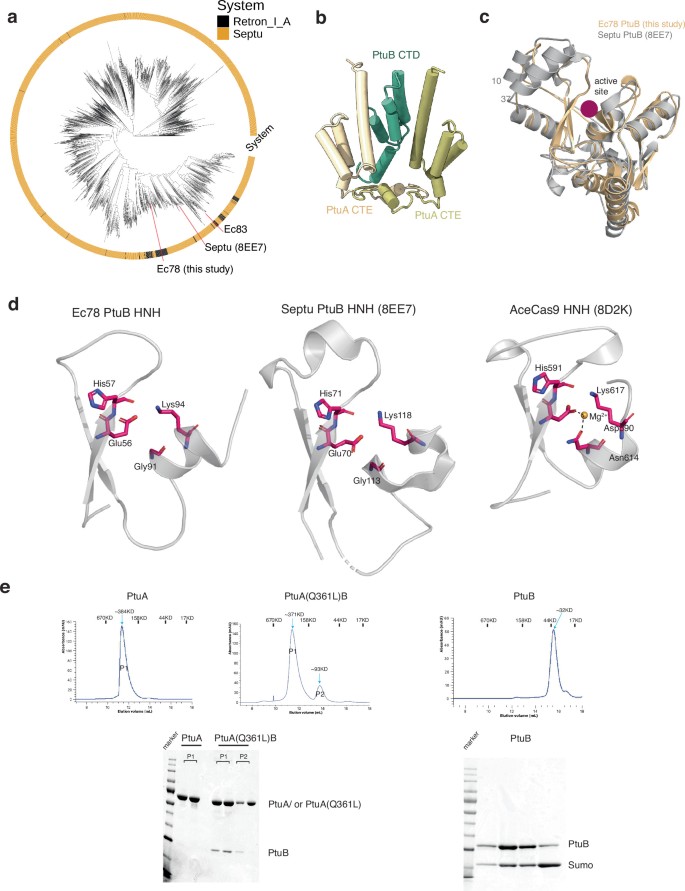 Structural basis for retron co-option of anti-phage ATPase-nuclease ...